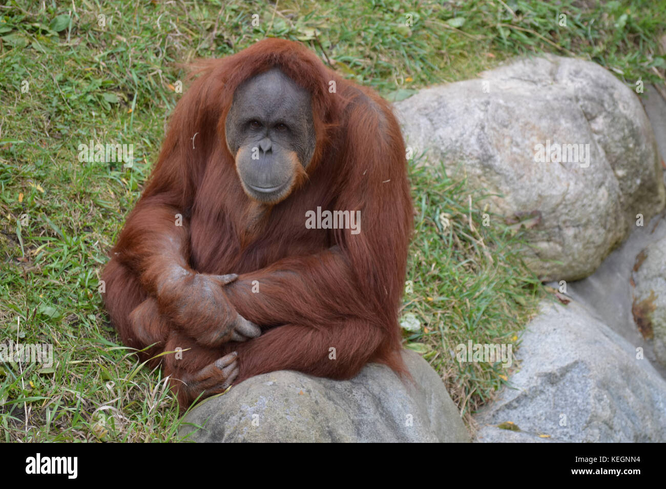 Adult orangutan head hi-res stock photography and images - Alamy