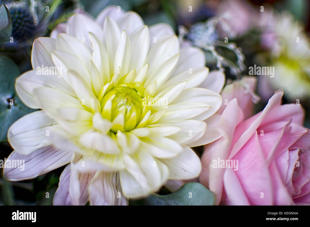 Close up of Flower Bouquet Stock Photo - Alamy