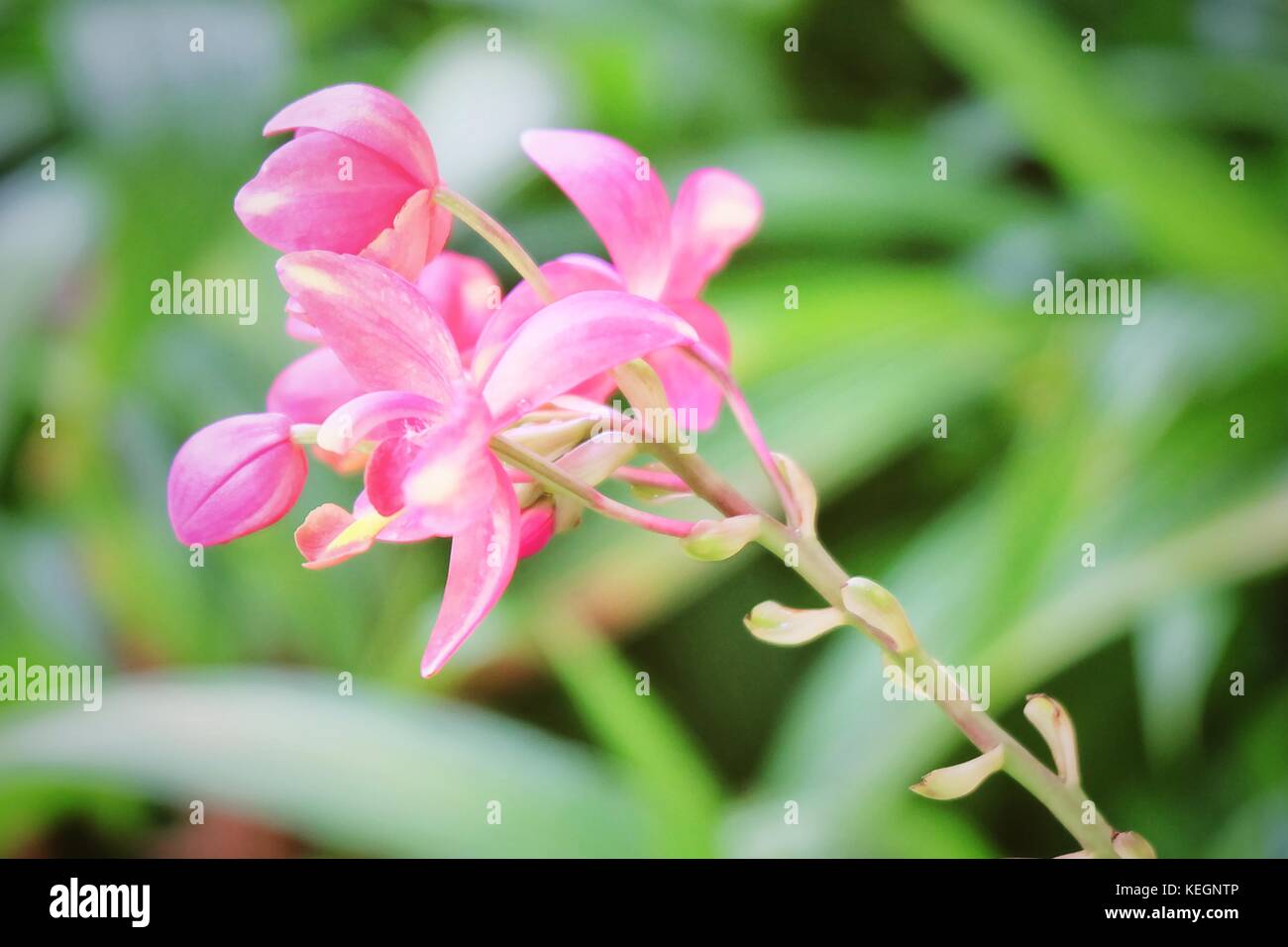 Beautiful Flower, Group of Pink Blooming Jatropha Integerrima, Jatropha ...