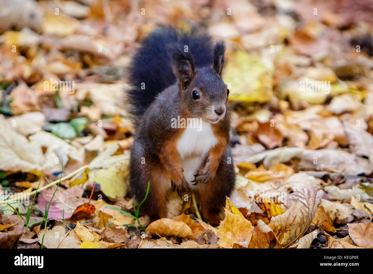 Black red squirrel hi-res stock photography and images - Alamy