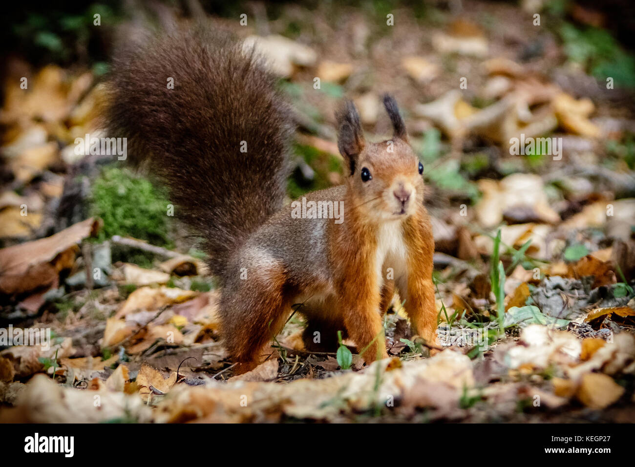 Black red squirrel hi-res stock photography and images - Alamy