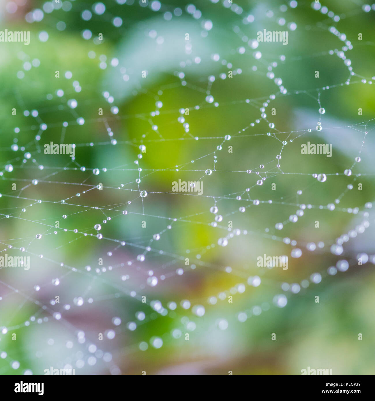 Wet spider web hi-res stock photography and images - Alamy