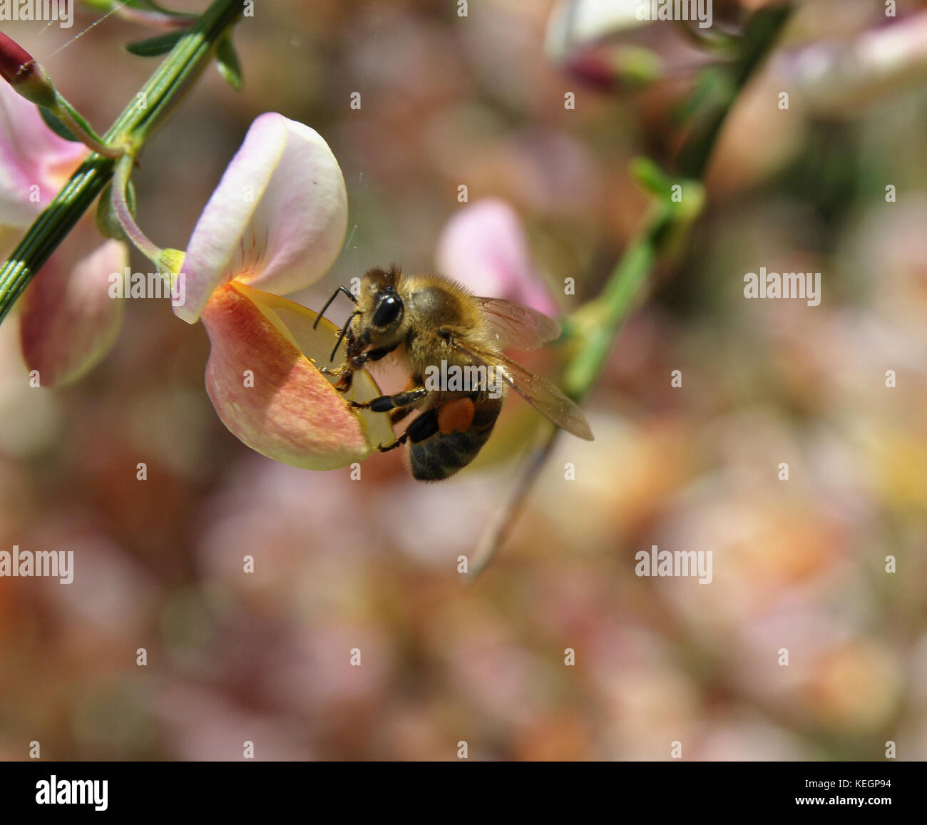 Bee at pink Scotch broom Stock Photo - Alamy