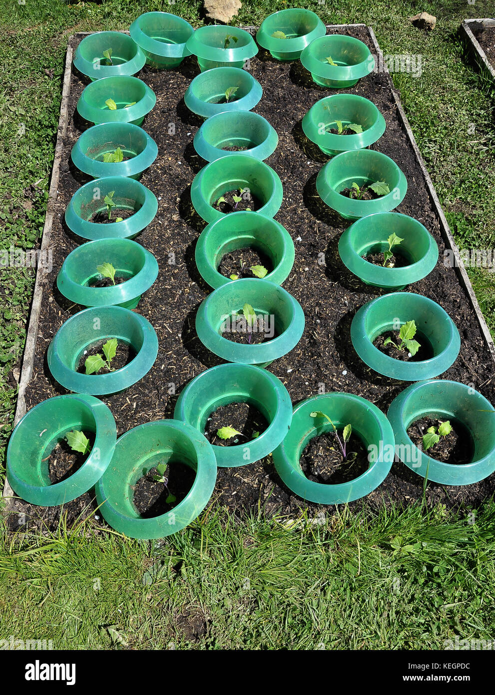 Young kohlrabi plant with slug protection in vegatable garden Stock ...