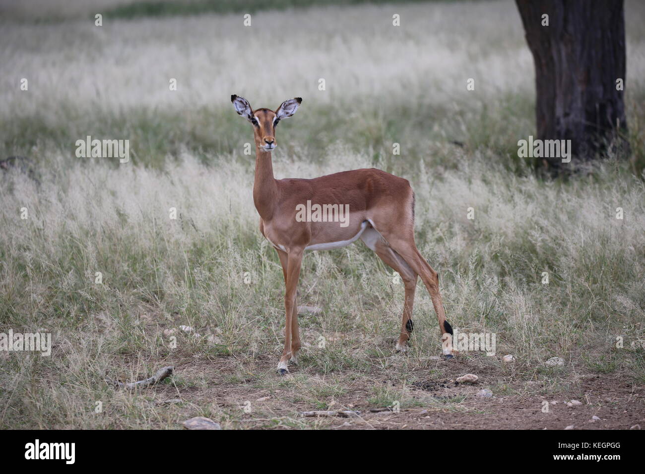 Gazellen und Antilopen in Namibia - Etosha Nationalpark Stock Photo - Alamy