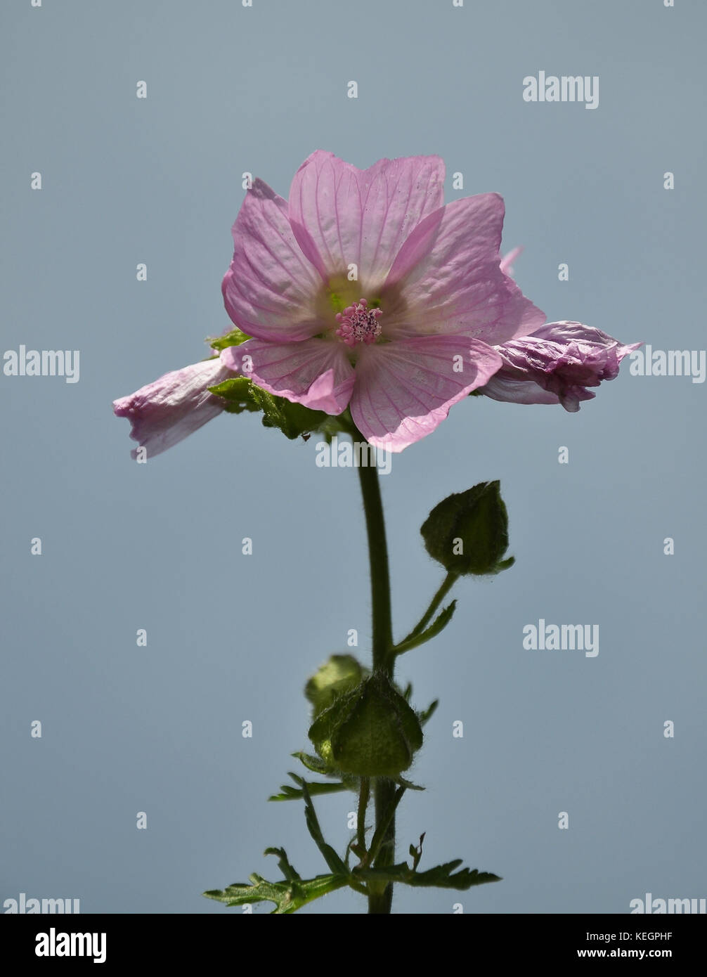 Musk mallow at blue sky Stock Photo - Alamy