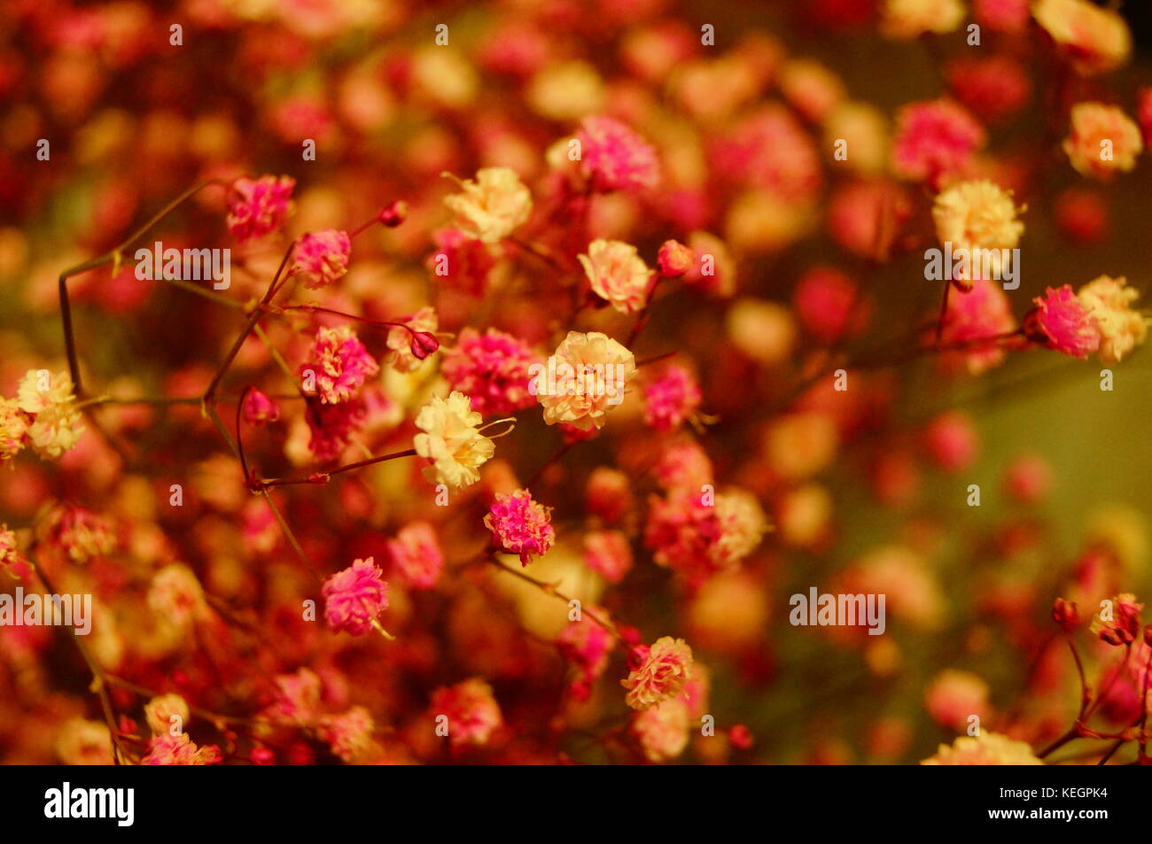 Bright flowers, very beautiful Stock Photo - Alamy