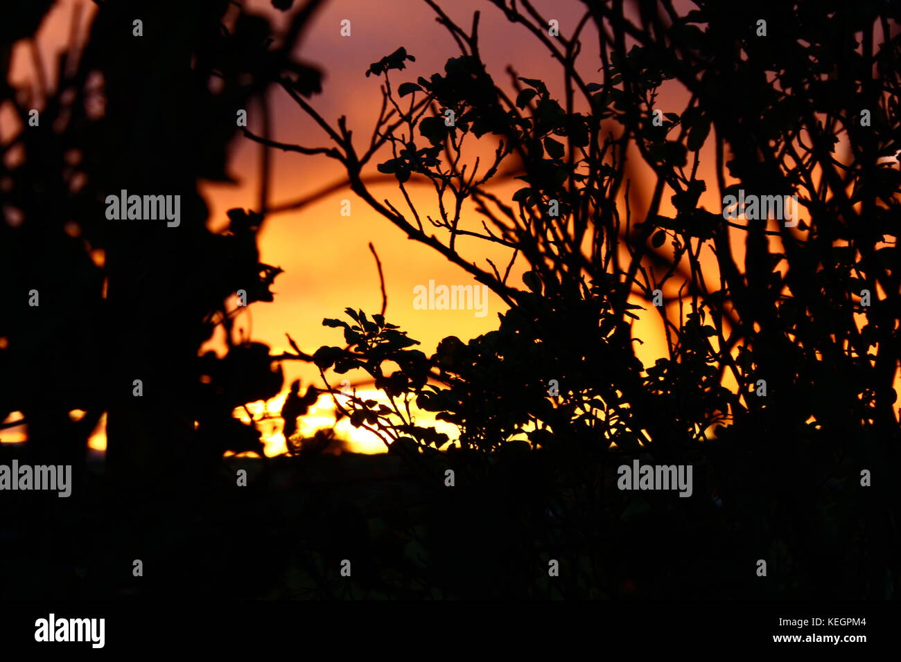 sun through the trees Stock Photo - Alamy