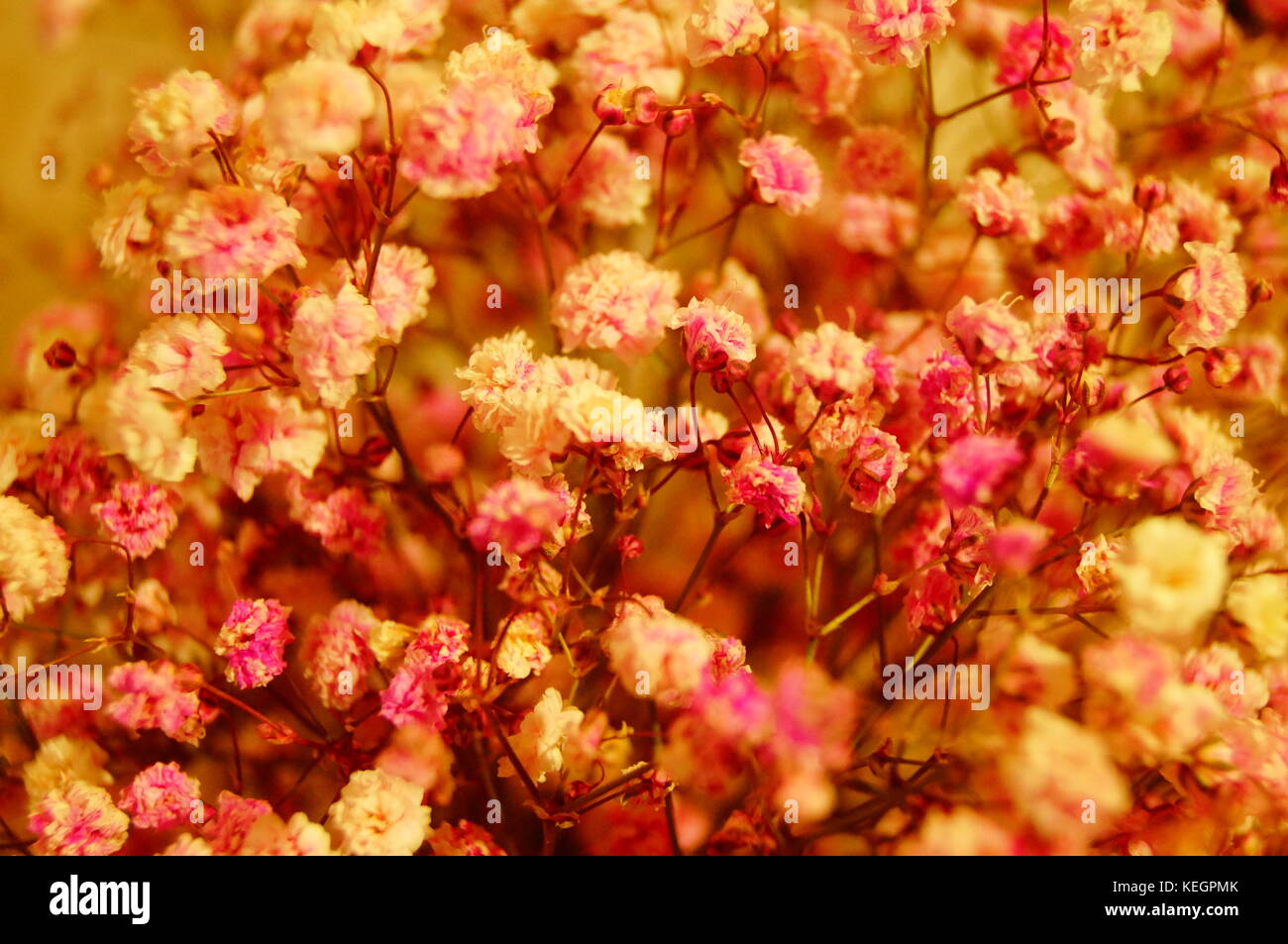 Bright flowers, very beautiful Stock Photo - Alamy