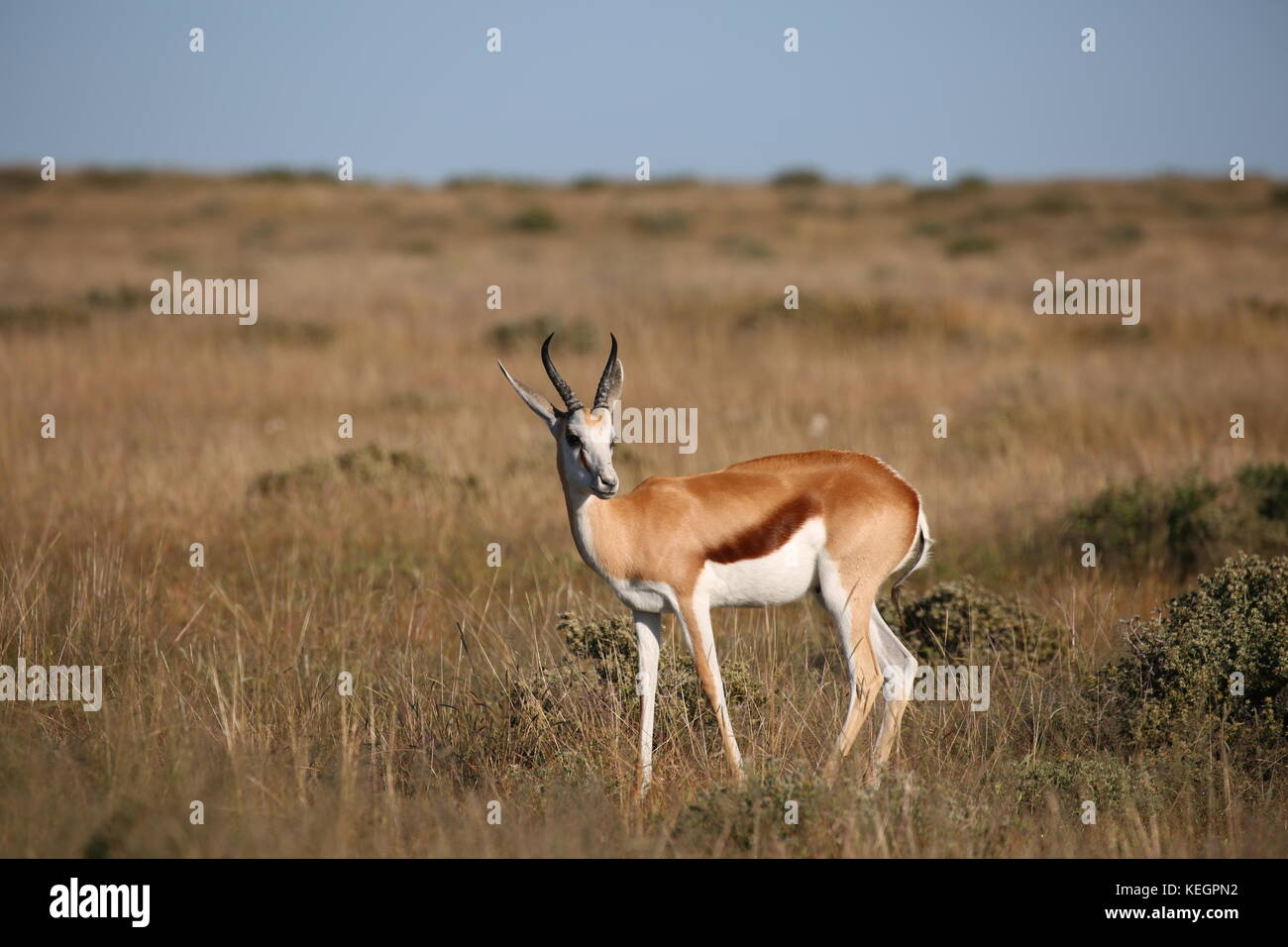 Springbock - Springbok etosha National Park Namibia Stock Photo - Alamy