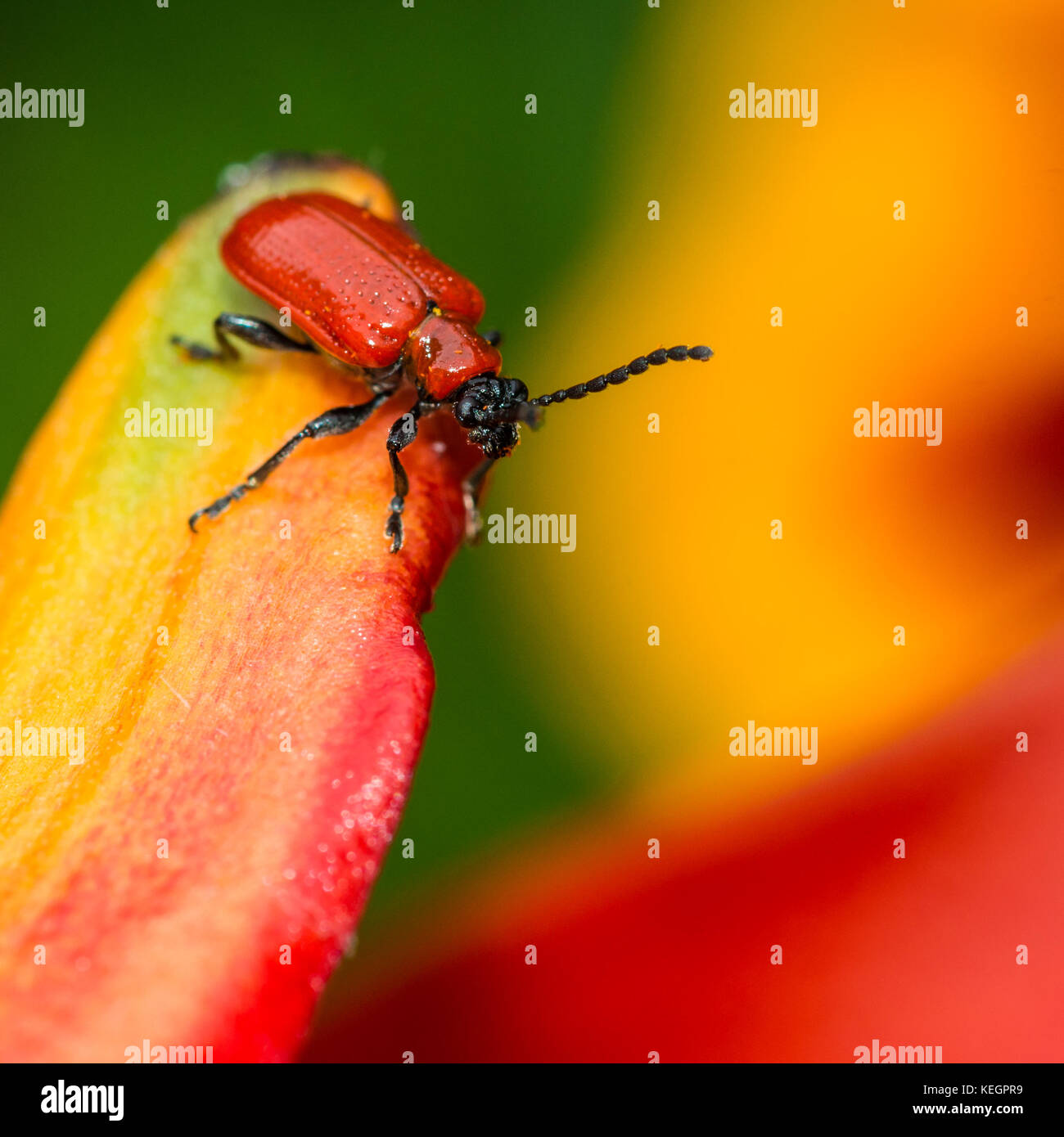 Lily beetle on lily plant hi-res stock photography and images - Alamy
