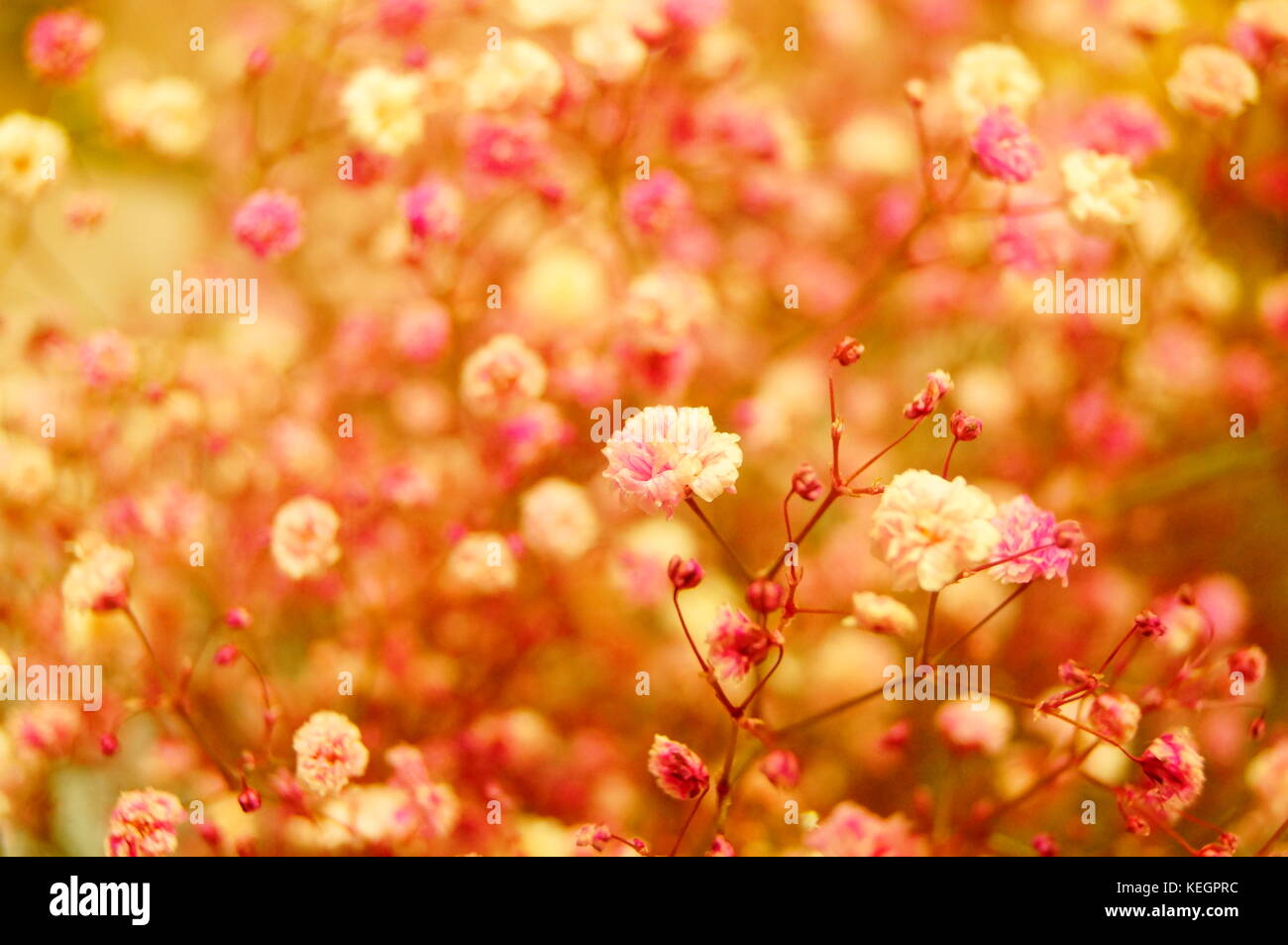 Bright flowers, very beautiful Stock Photo - Alamy
