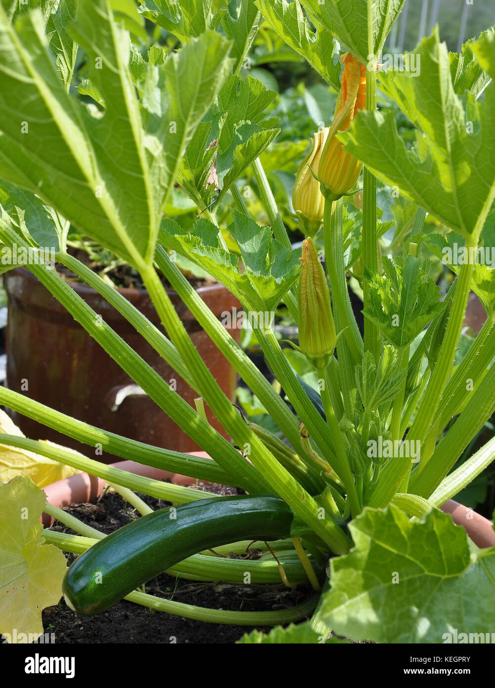 Zucchini in vegetable garden Stock Photo - Alamy