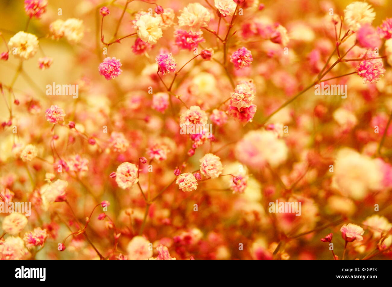 Bright flowers, very beautiful Stock Photo - Alamy