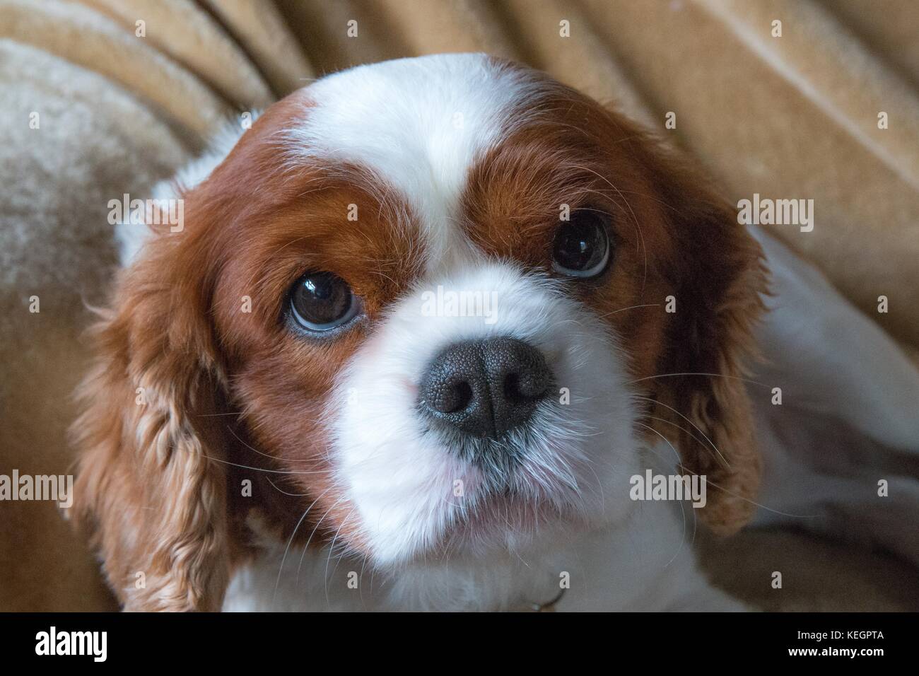 Portrait of a Cavalier King Charles Spaniel Dog Stock Photo - Alamy