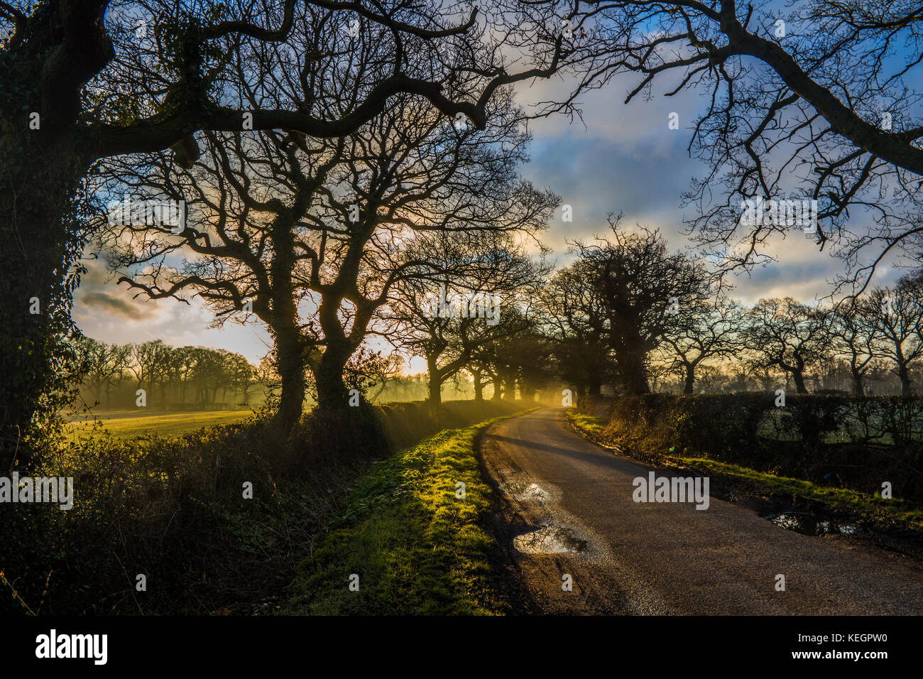 Oak trees road hi-res stock photography and images - Alamy