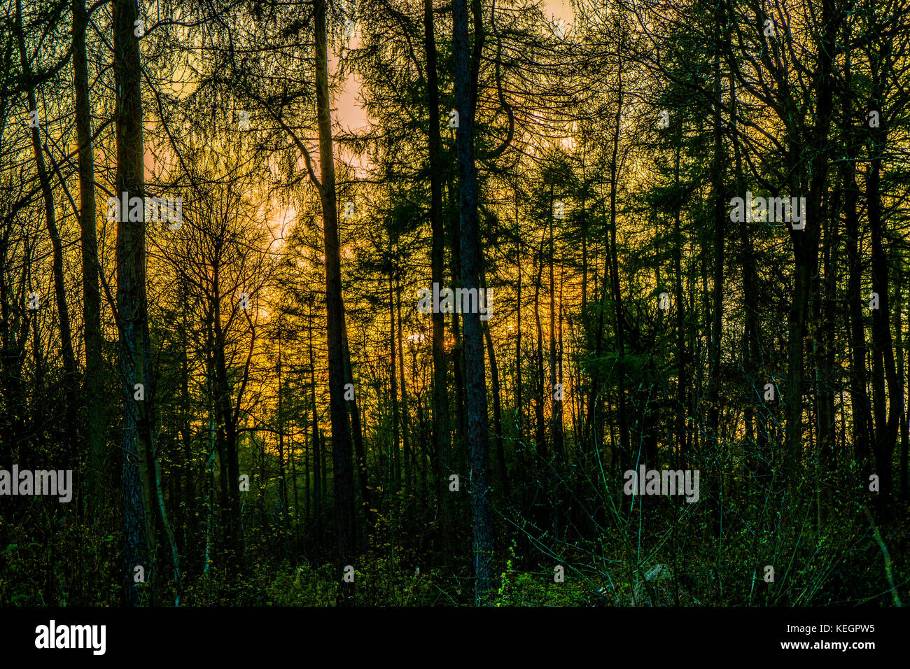 Sunset in th forest Stock Photo - Alamy