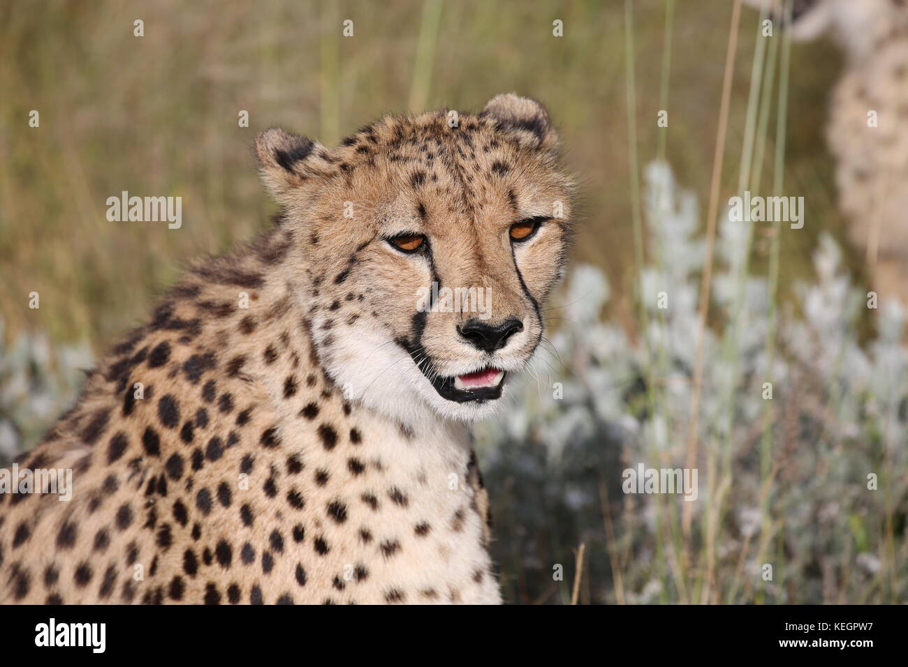geparde - cheetahs in Namibia in Steppenlandschaft auf einer safari ...