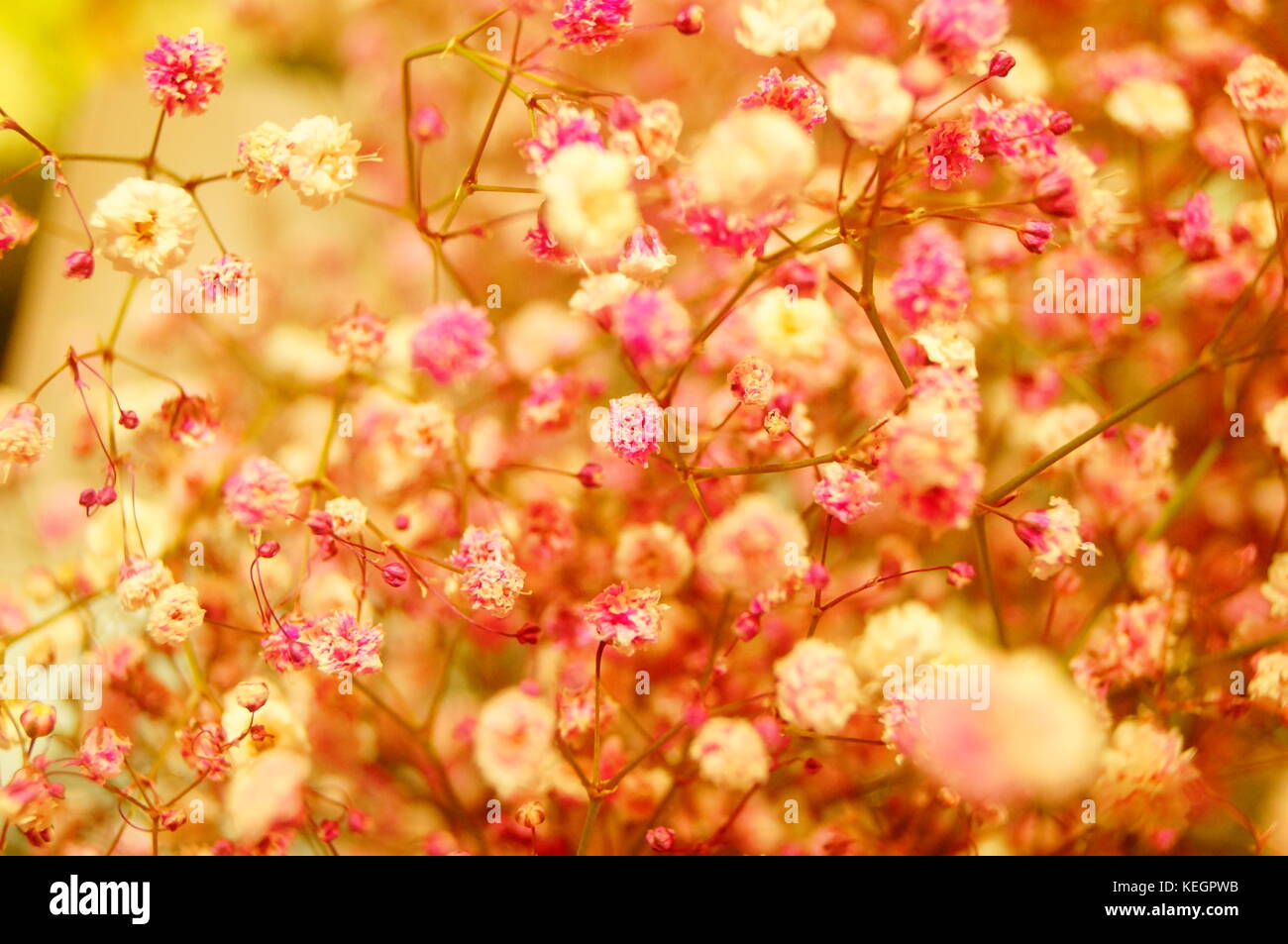 Bright flowers, very beautiful Stock Photo - Alamy