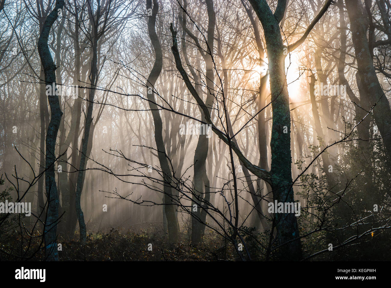 Sun`s rays bursting through the fog in a forest Stock Photo - Alamy