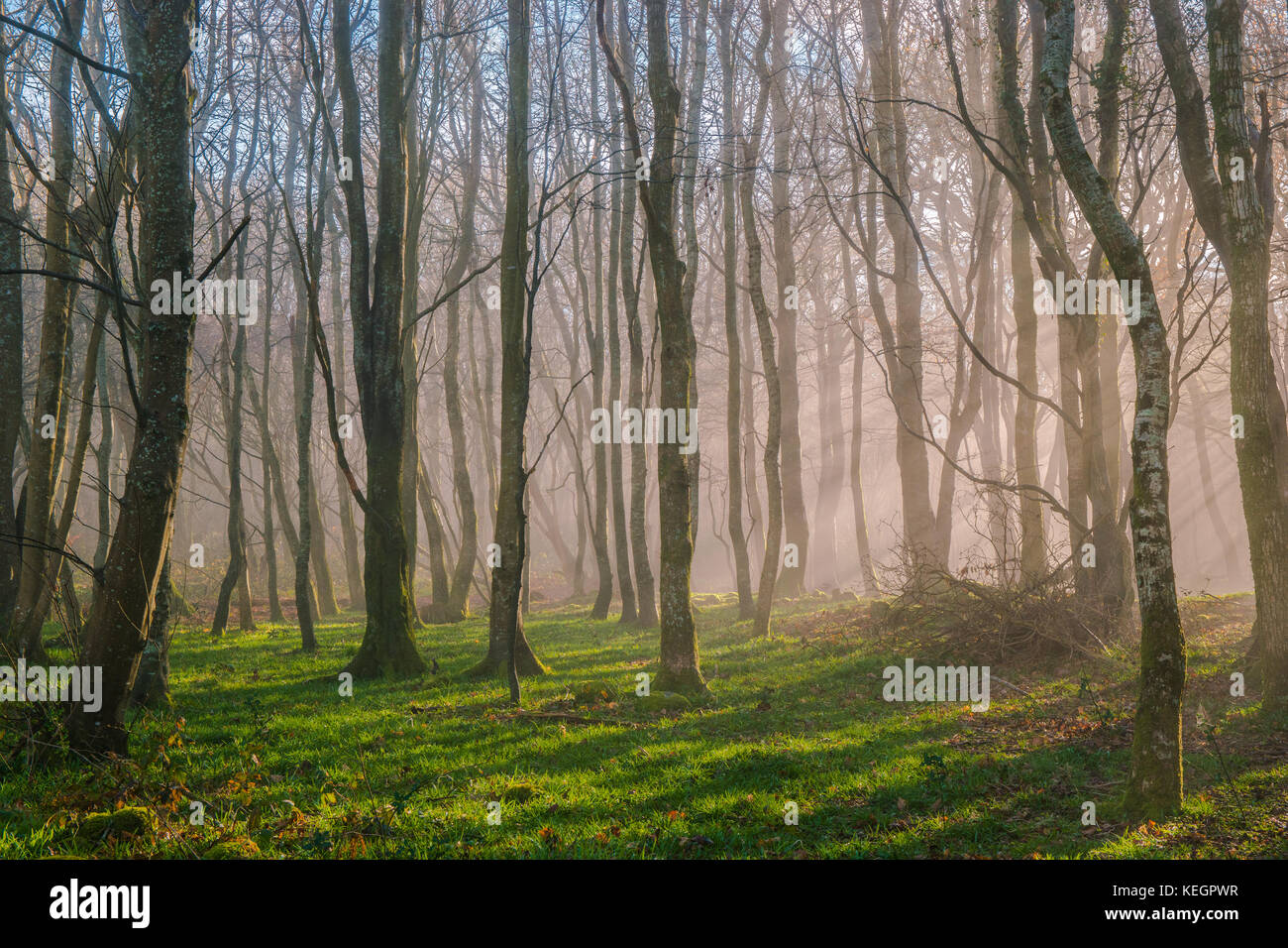 Bursting through trees hi-res stock photography and images - Alamy