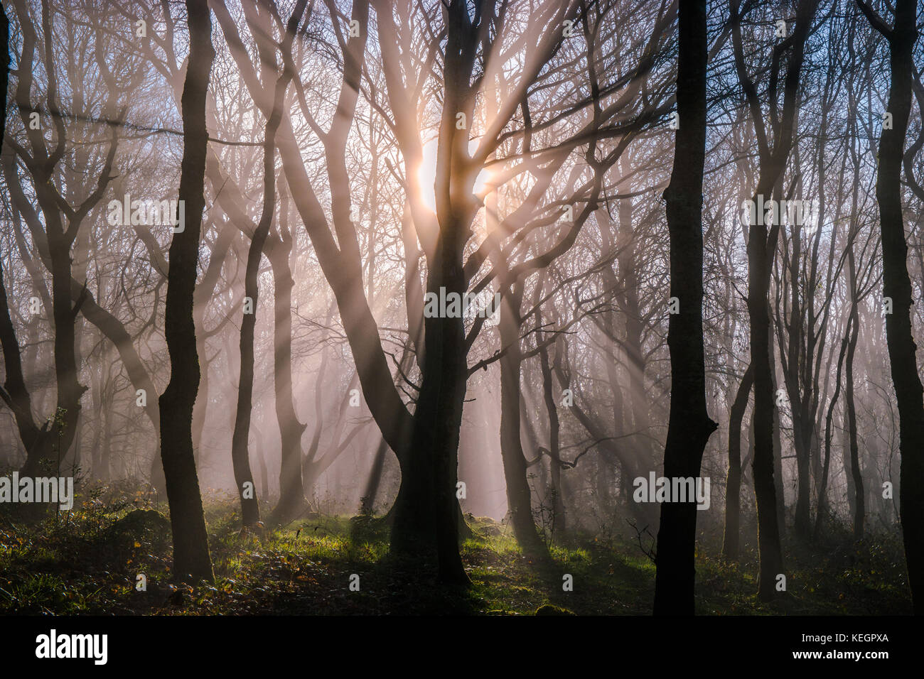 Sun through fog hi-res stock photography and images - Alamy