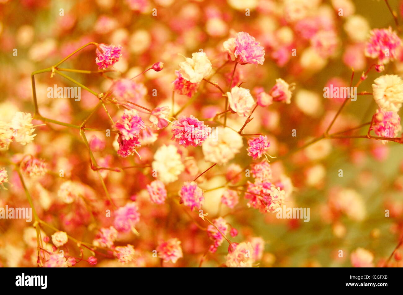 Bright flowers, very beautiful Stock Photo - Alamy