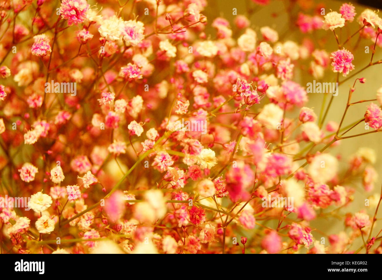 Bright flowers, very beautiful Stock Photo - Alamy