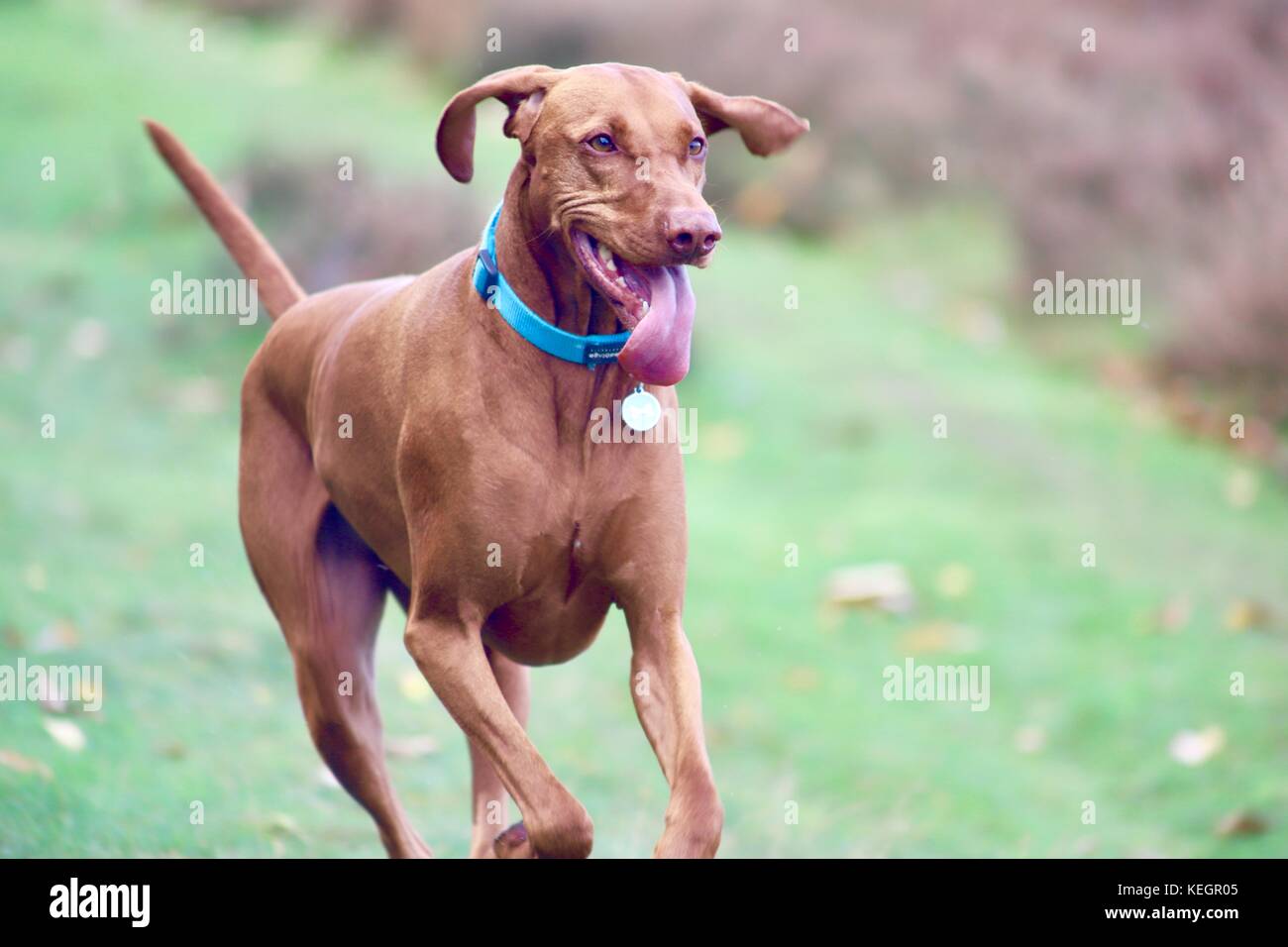 Vizsla dog hi-res stock photography and images - Alamy
