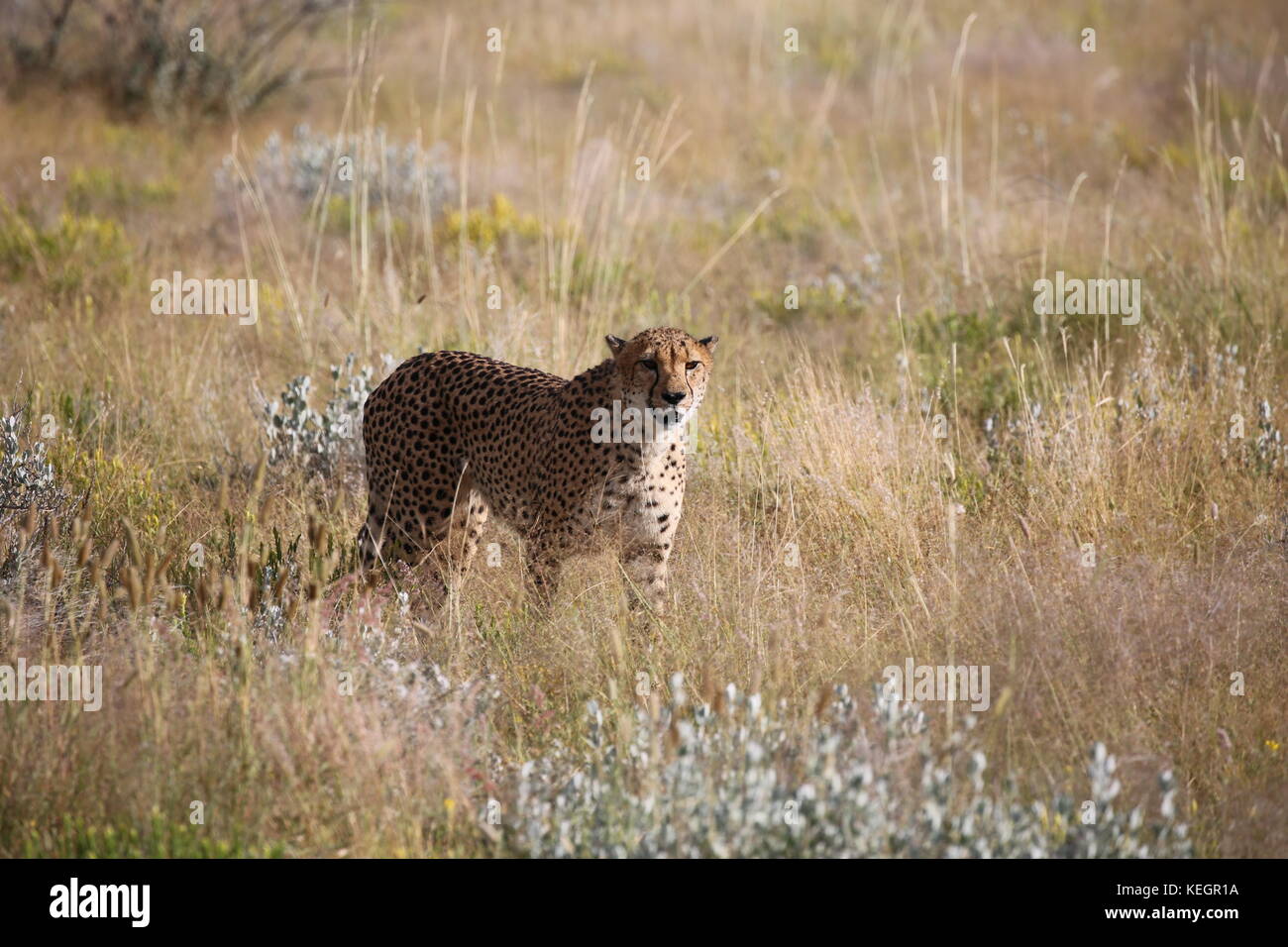 geparde - cheetahs in Namibia in Steppenlandschaft auf einer safari ...