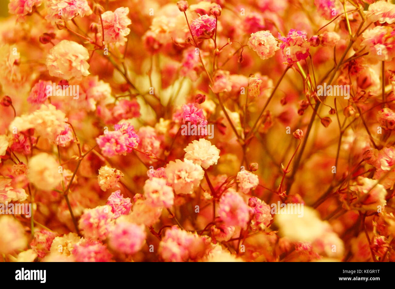 Bright flowers, very beautiful Stock Photo - Alamy