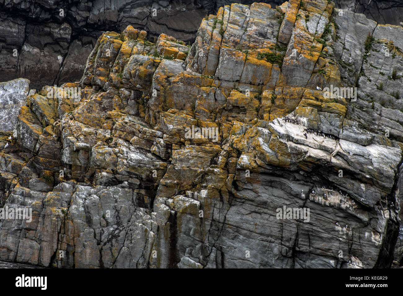 Bird colonies on rugged cliffs (Atlantic Stock Photo - Alamy