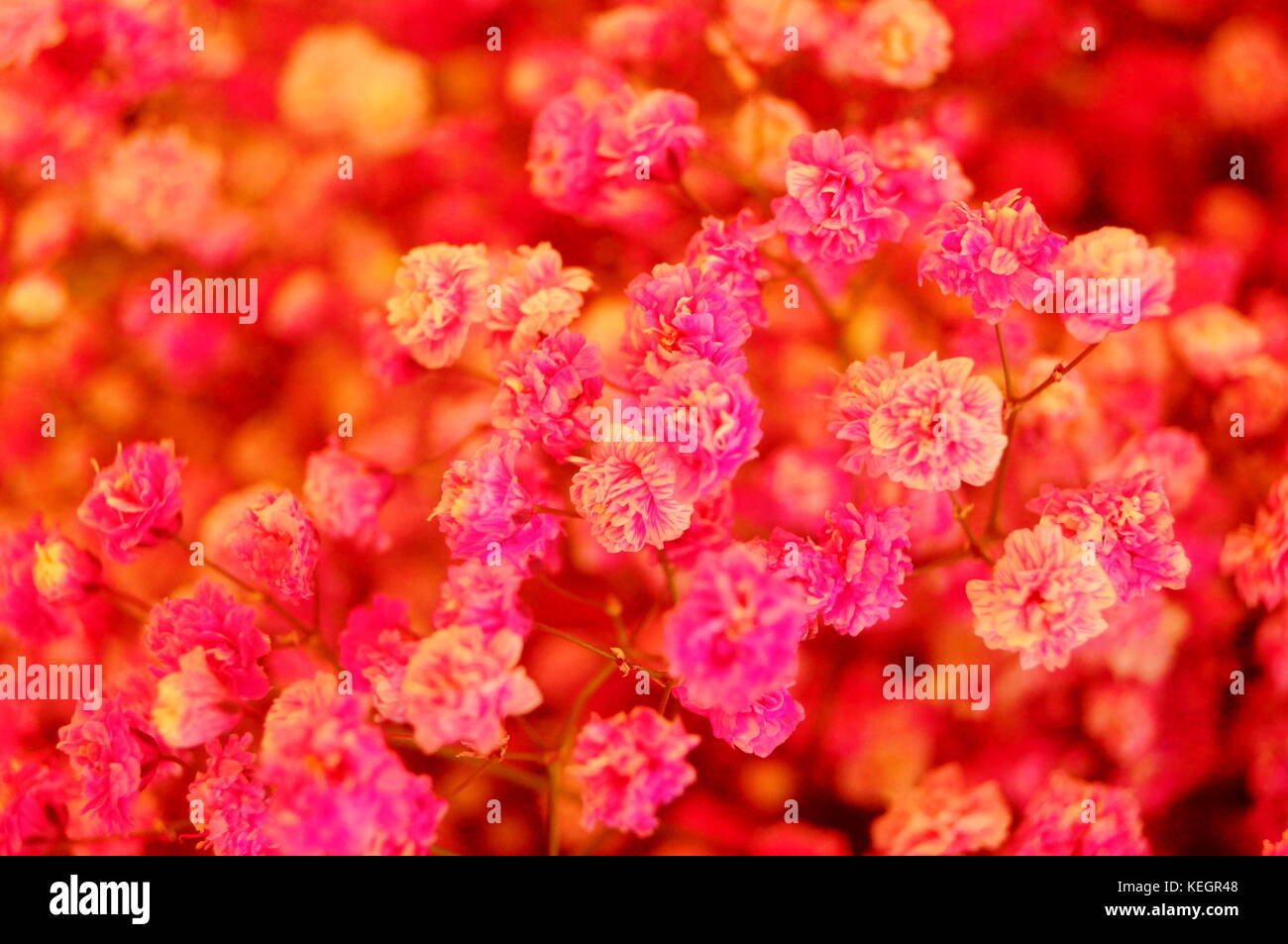 Bright flowers, very beautiful Stock Photo - Alamy