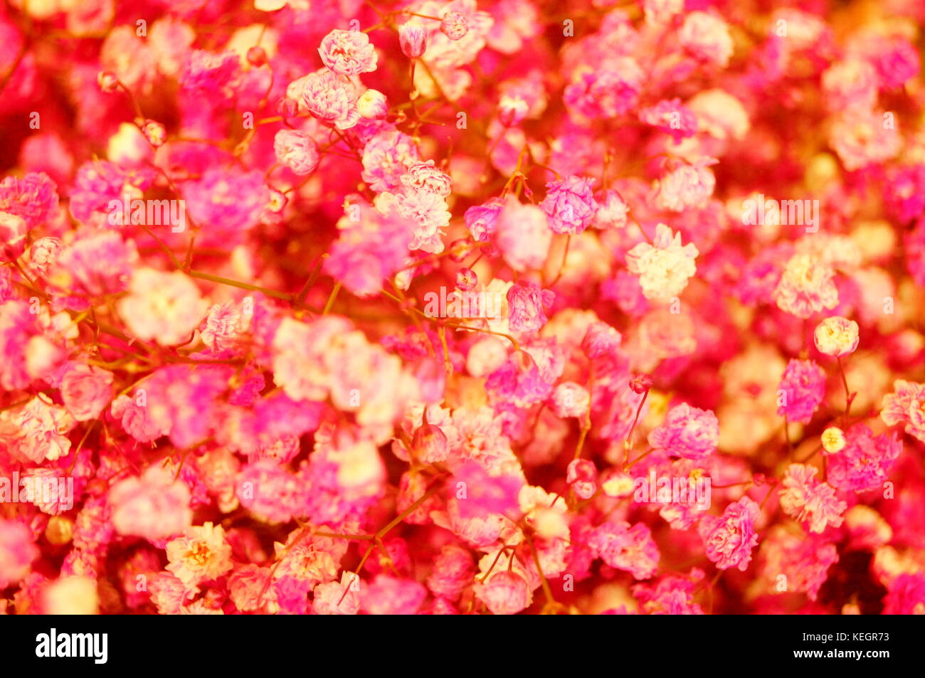 Bright flowers, very beautiful Stock Photo - Alamy