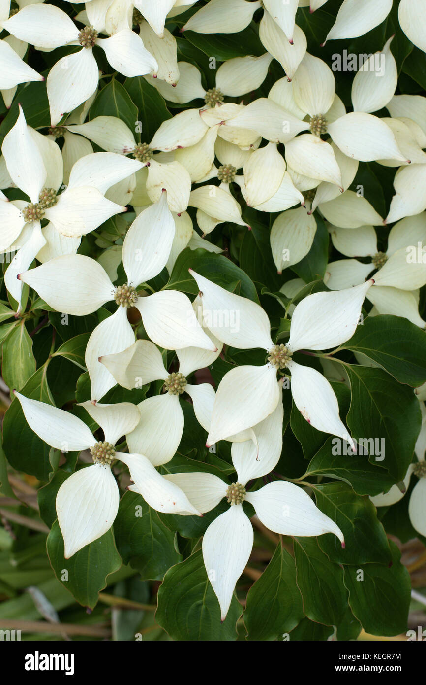 Kousa dogwood cornus kousa in hi-res stock photography and images - Alamy