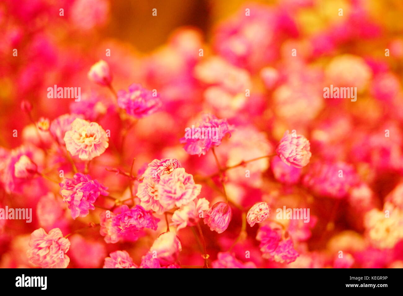 Bright flowers, very beautiful Stock Photo - Alamy