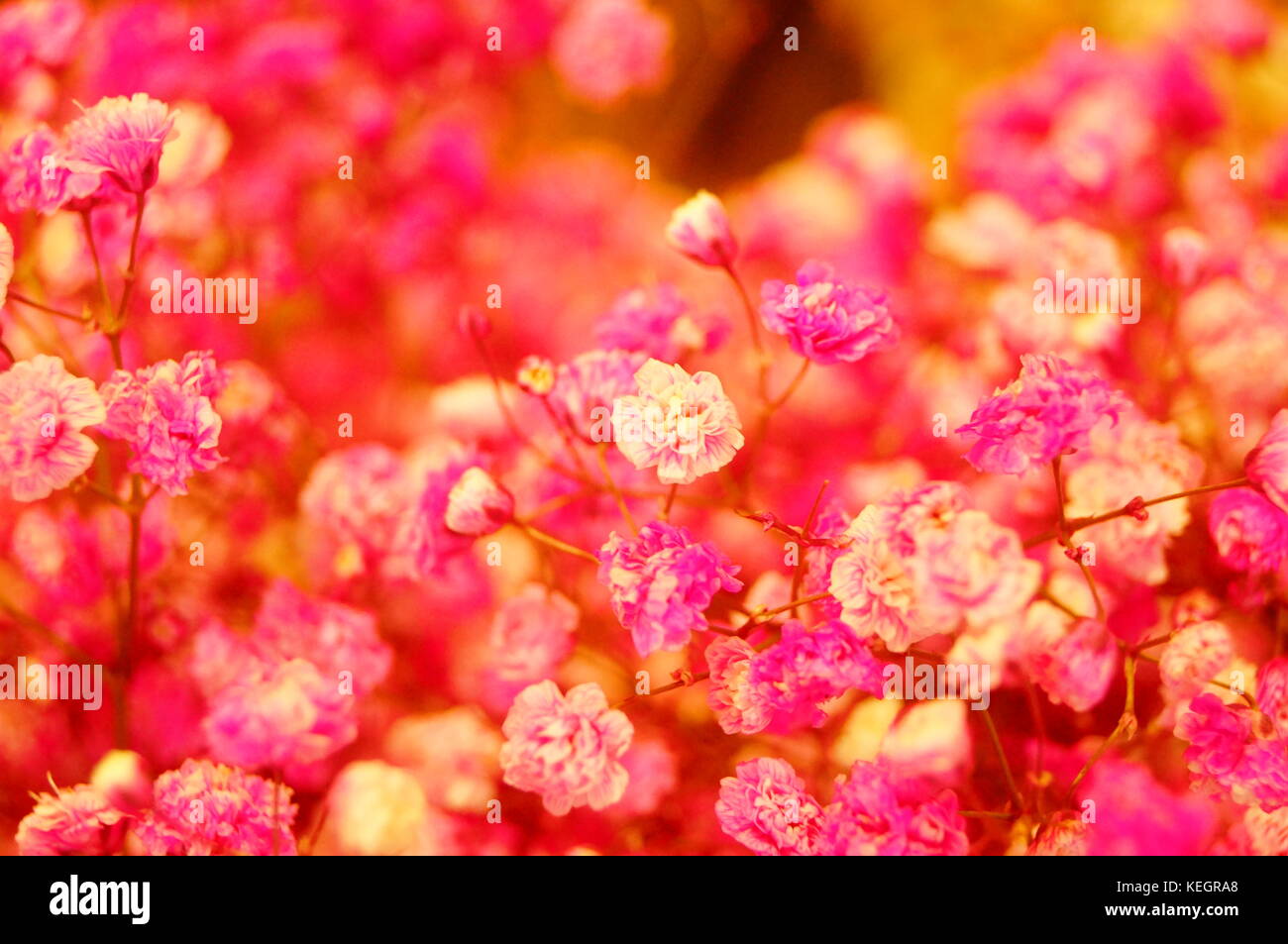 Bright flowers, very beautiful Stock Photo - Alamy