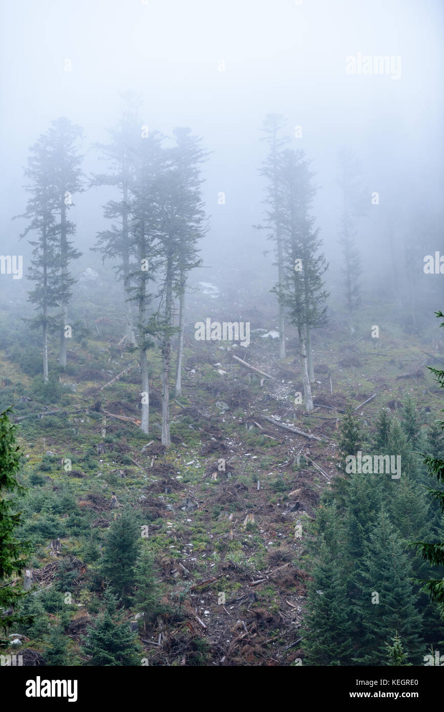 panoramic view of of mountains in misty forest. far horizon Stock Photo ...