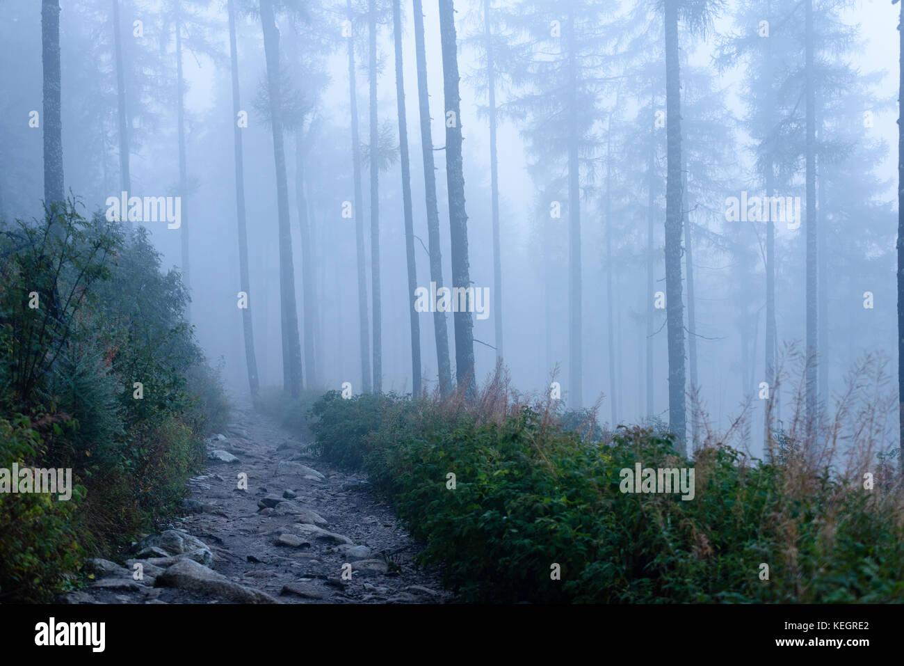 panoramic view of of mountains in misty forest. far horizon Stock Photo ...