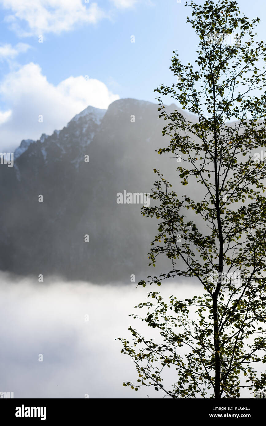 panoramic view of of mountains in misty forest. far horizon Stock Photo ...