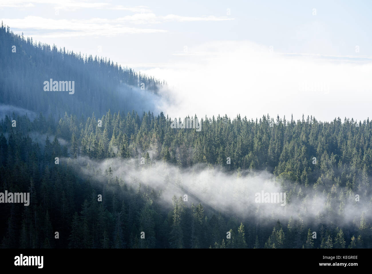 panoramic view of of mountains in misty forest. far horizon Stock Photo ...