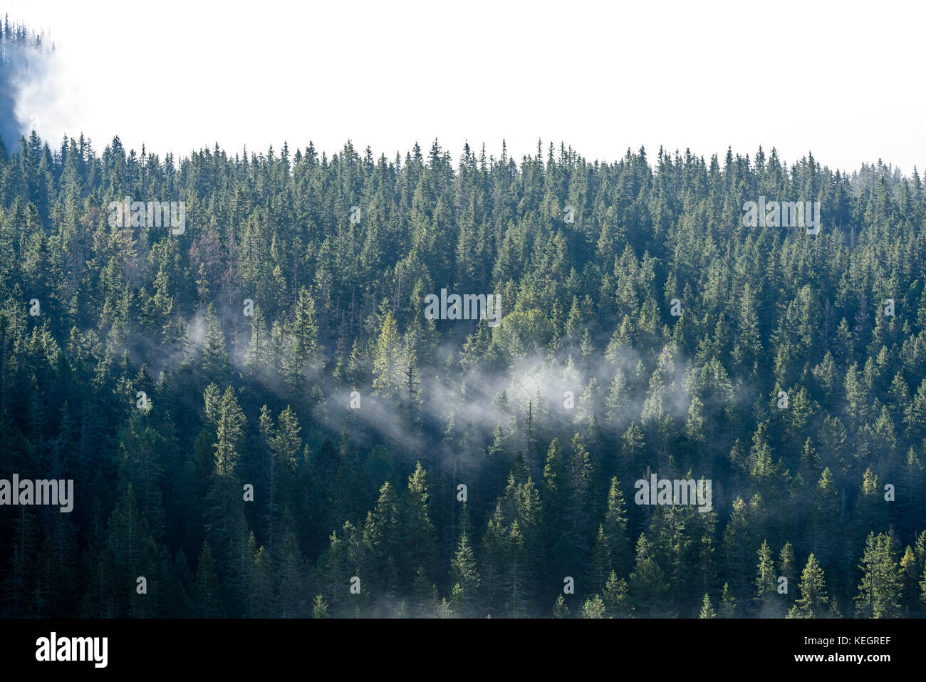panoramic view of of mountains in misty forest. far horizon Stock Photo ...