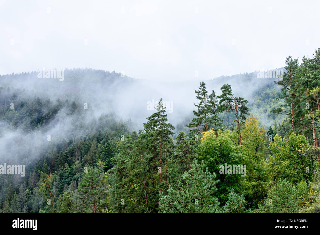panoramic view of of mountains in misty forest. far horizon Stock Photo ...