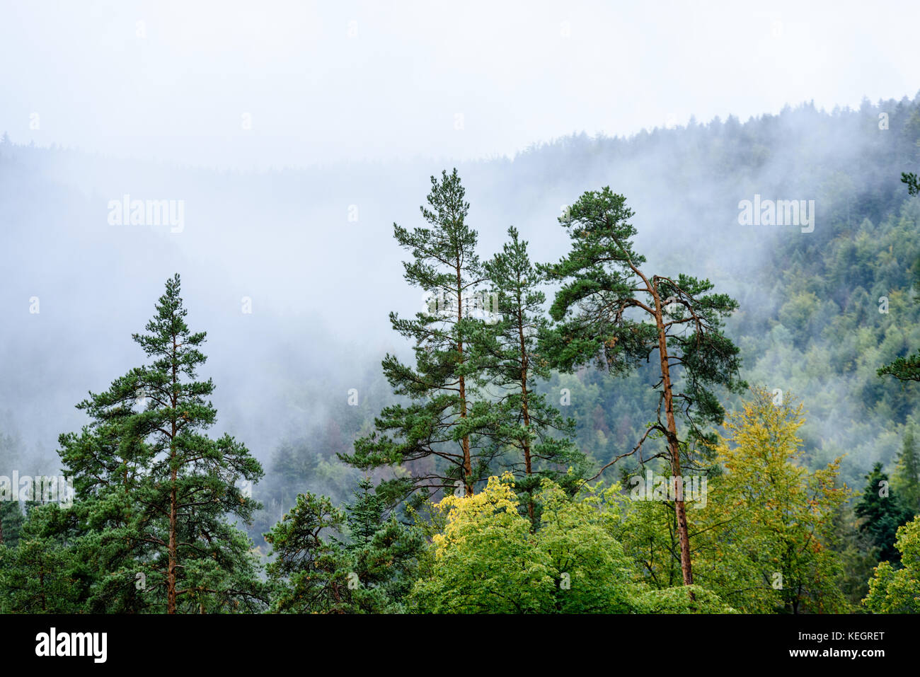 panoramic view of of mountains in misty forest. far horizon Stock Photo ...