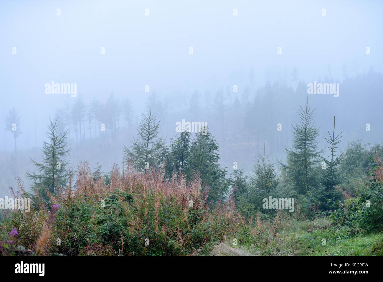 panoramic view of of mountains in misty forest. far horizon Stock Photo ...