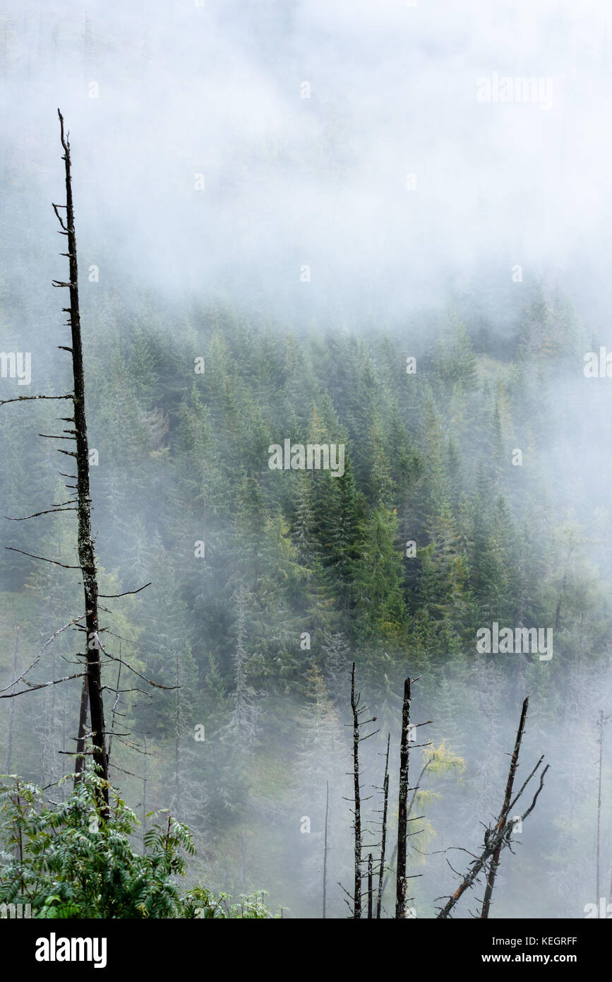 panoramic view of of mountains in misty forest. far horizon Stock Photo ...