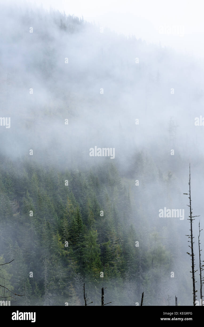panoramic view of of mountains in misty forest. far horizon Stock Photo ...