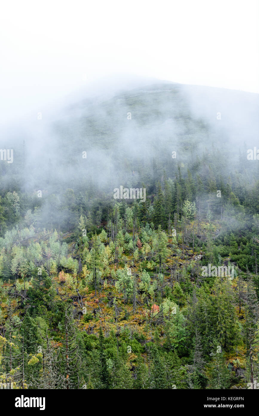 panoramic view of of mountains in misty forest. far horizon Stock Photo ...