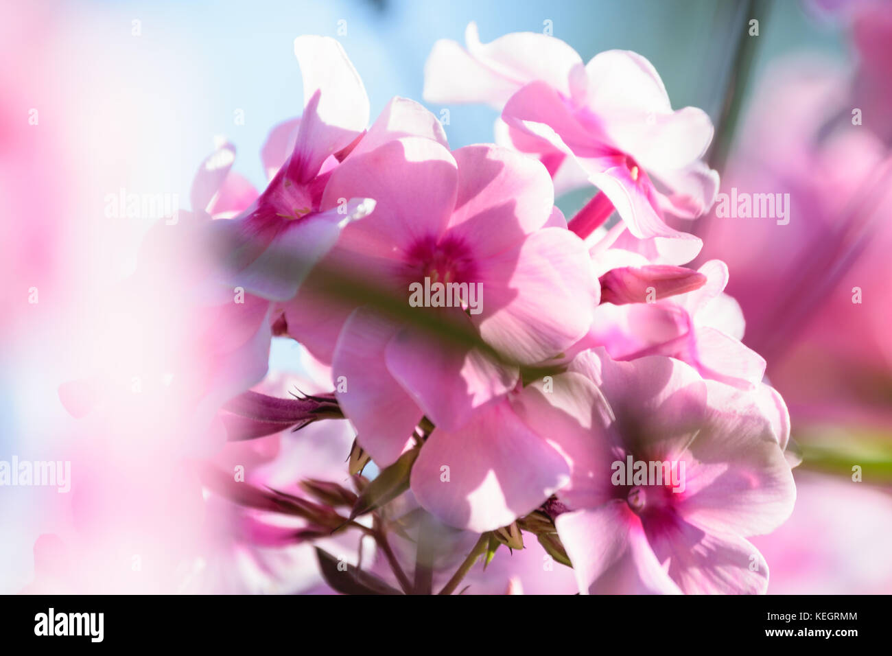 closeup of beautiful purple red colored flowers with blur background ...