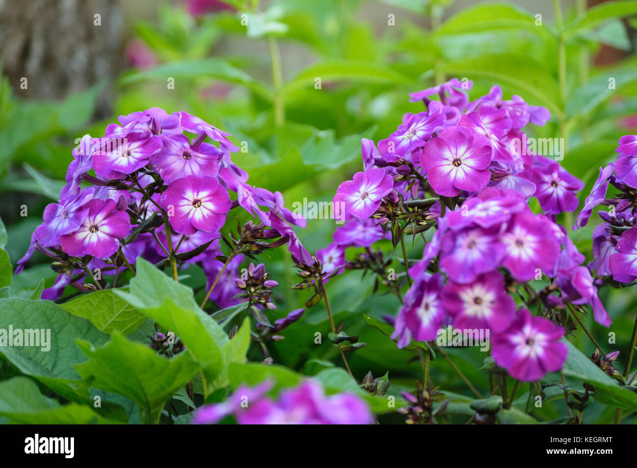 closeup of beautiful purple red colored flowers with blur background ...